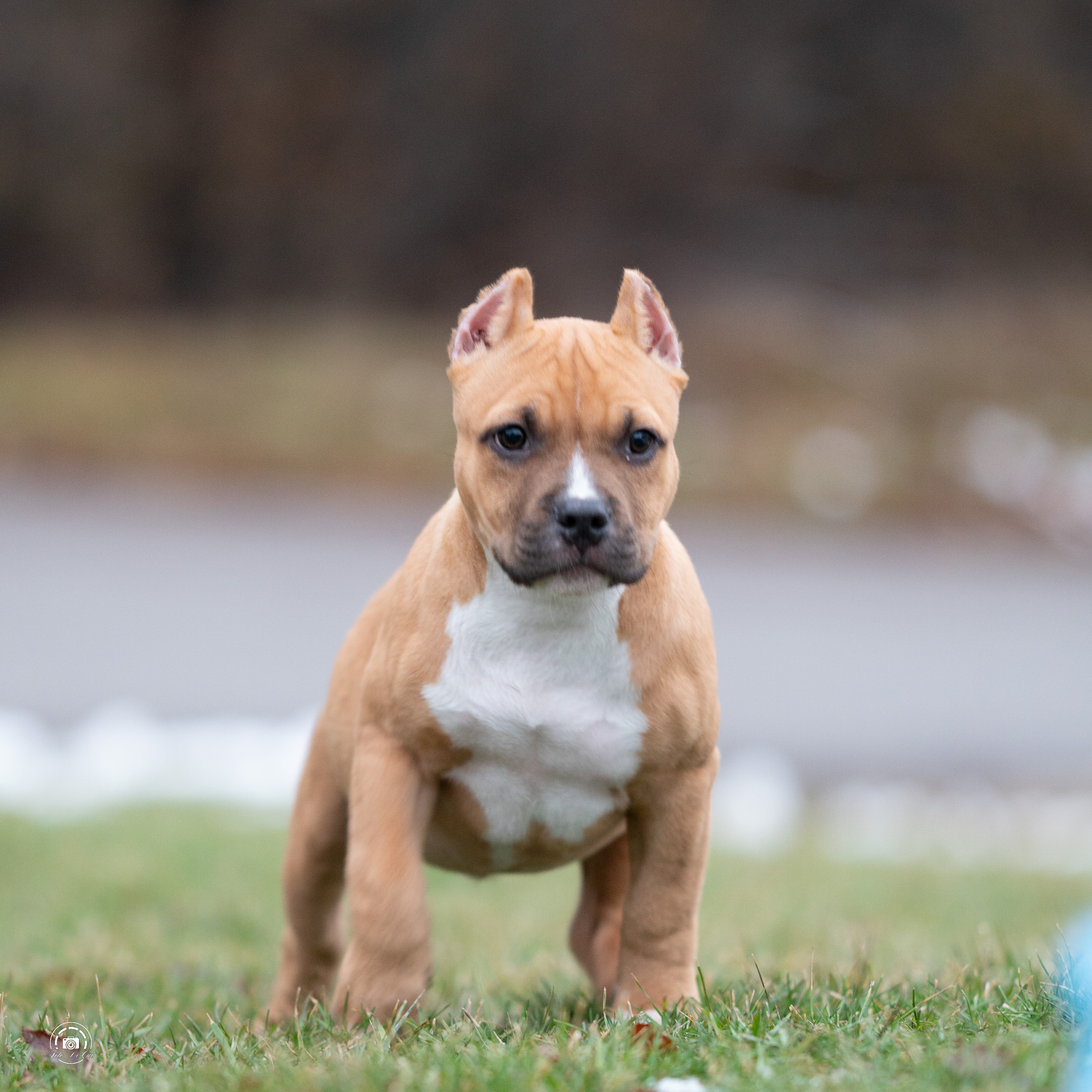 American Bully Puppies | Tri-Art Bullies