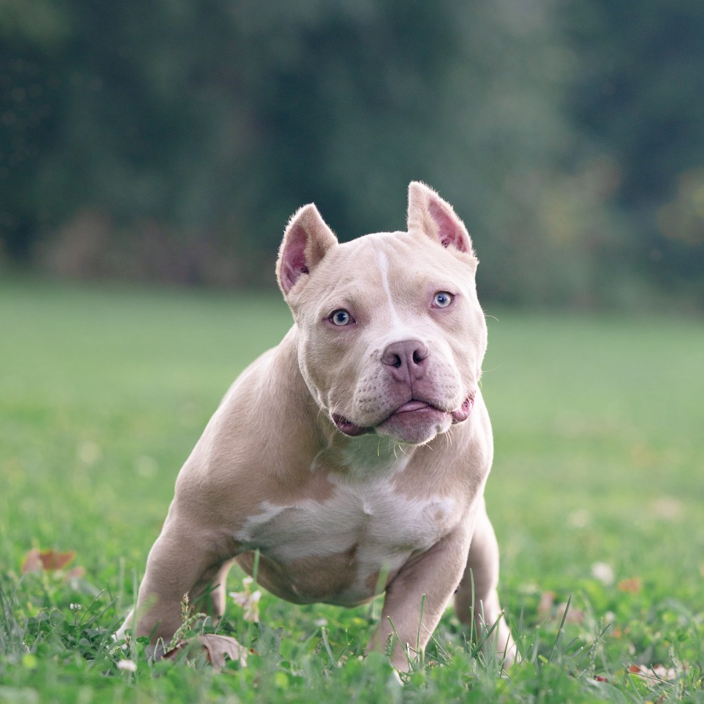 American Bully Puppies | Tri-Art Bullies