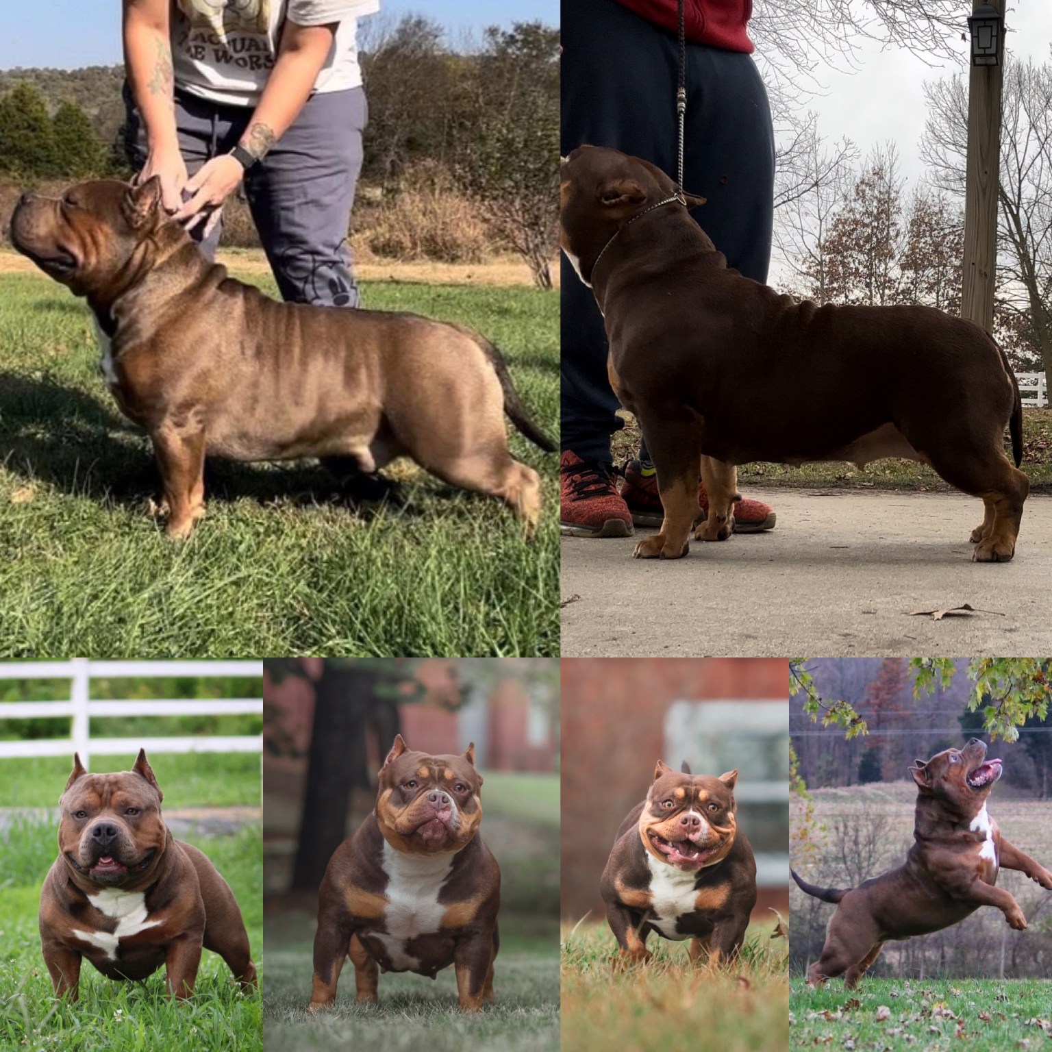 American Bully Puppies | Tri-Art Bullies